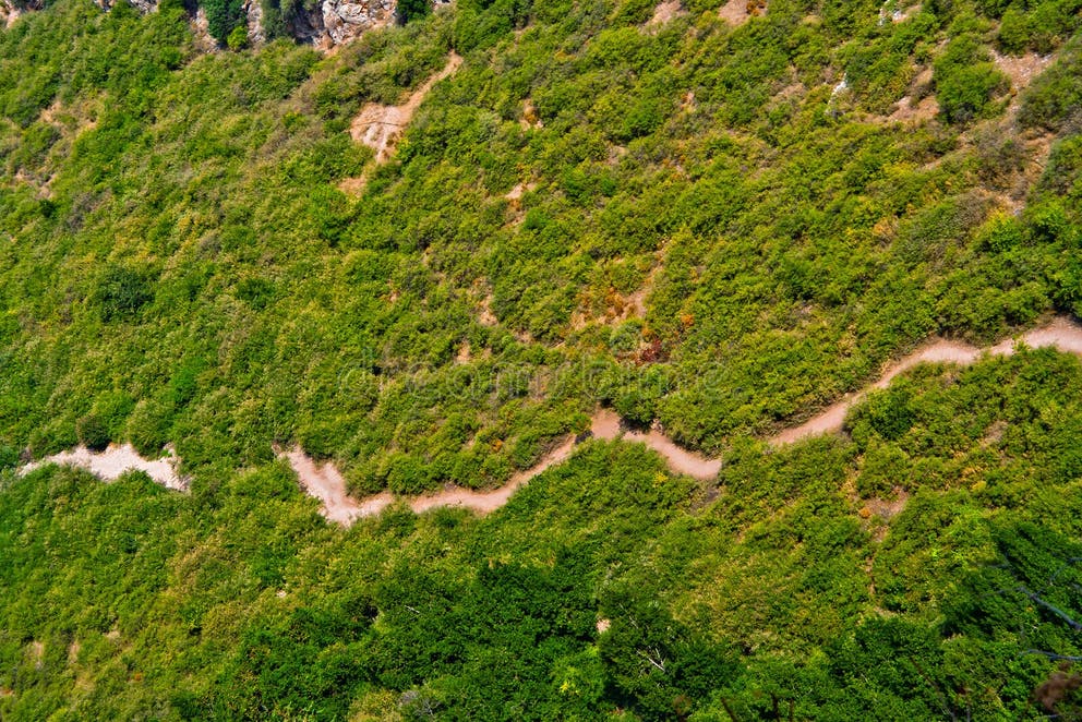 Bush and path stock image. Image of outdoors, tortuous - 28888417