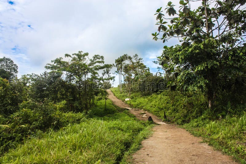 Bush Path Adventure stock image. Image of trees, path - 63180221