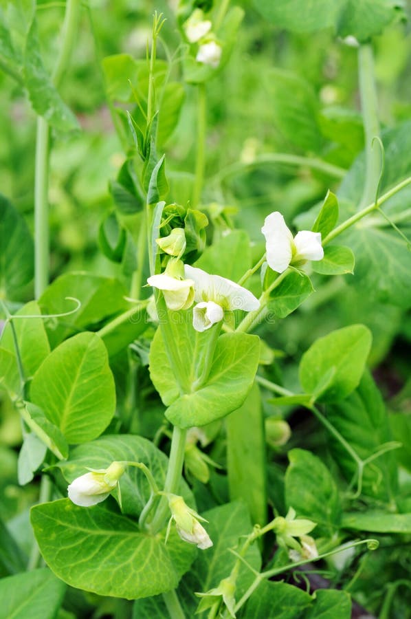 Bush of peas growing stock photo. Image of farm, green - 42208434