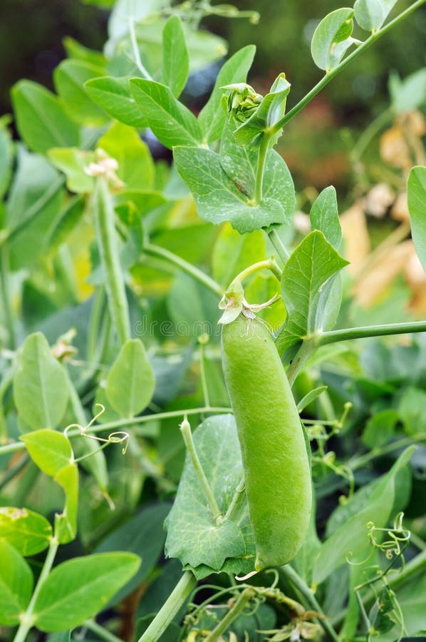 Bush of peas growing stock image. Image of farm, color - 42208427