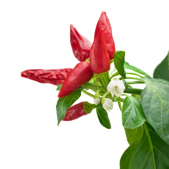 Bush pepper stock image. Image of isolated, ingredient - 22617971