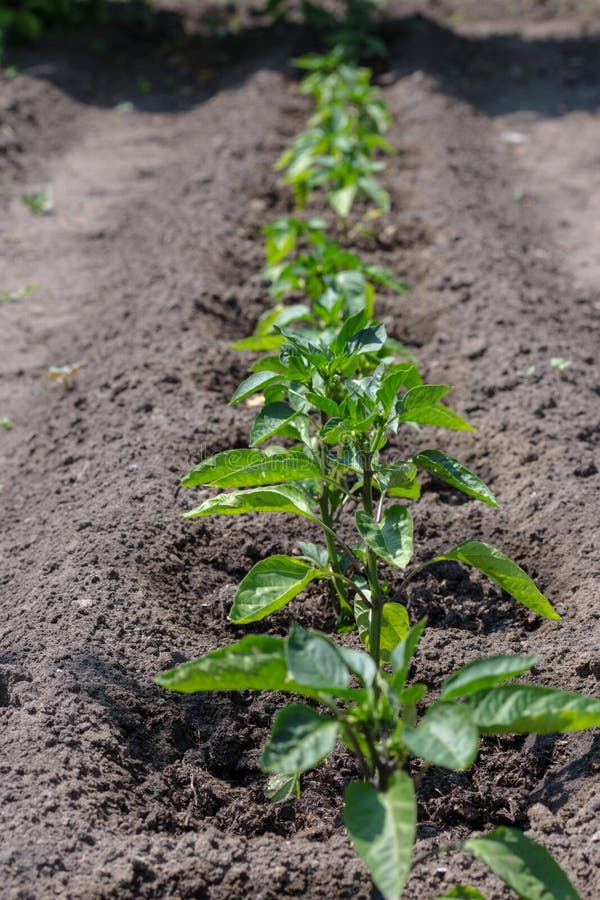 Bush pepper stock image. Image of vegetable, pepper, herb - 56566143