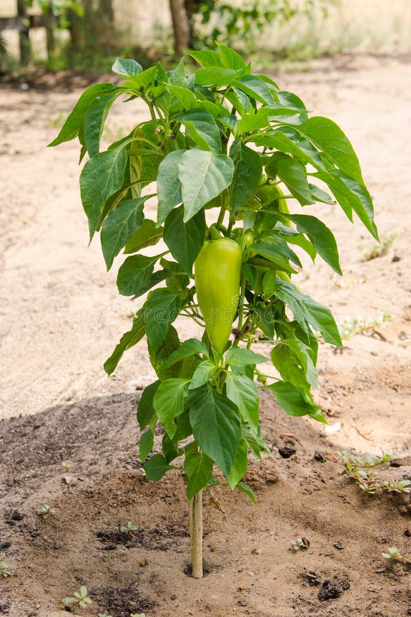 Bush pepper with fruits stock photo. Image of leaves - 57181692