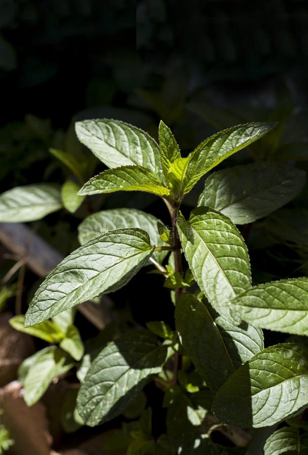 Peppermint Bush stock photo. Image of peppermint, herb - 23818120