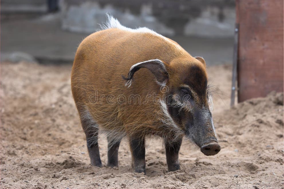 Bush pig stock image. Image of porcus, sand, mammal, roots - 2310591