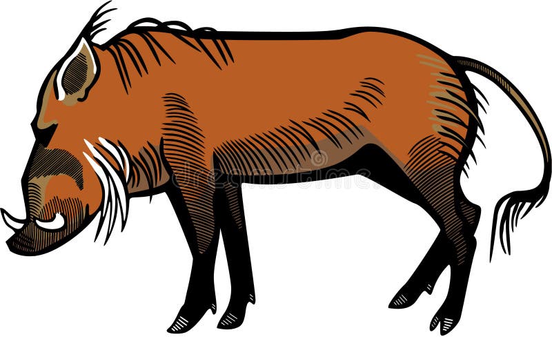 Bush Pig stock vector. Illustration of nature, porcus - 67173760