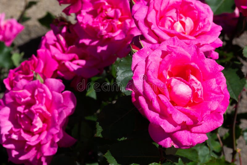 Bush of Pin Roses with Bloom Flowers Stock Image - Image of bush ...