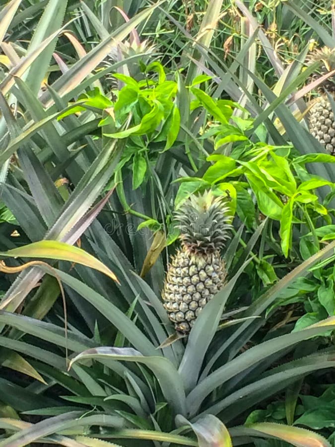 980 Pineapple Bush Stock Photos - Free & Royalty-Free Stock Photos from ...