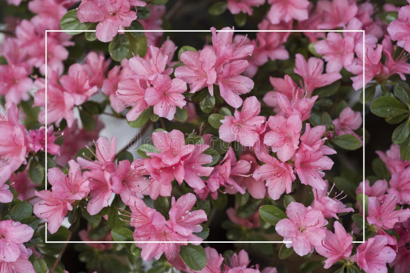 A Bush of Pink Azaleas with a White Frame. Stock Photo - Image of ...