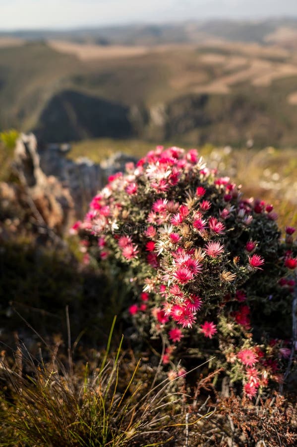 Bush of Pink, Blossom Flowers in the Field, Vertical Stock Photo ...