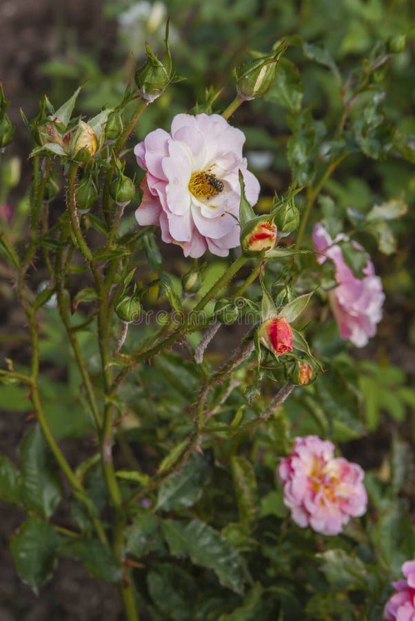 Bush of Pink Blossoming Roses with Bee Stock Photo - Image of color ...