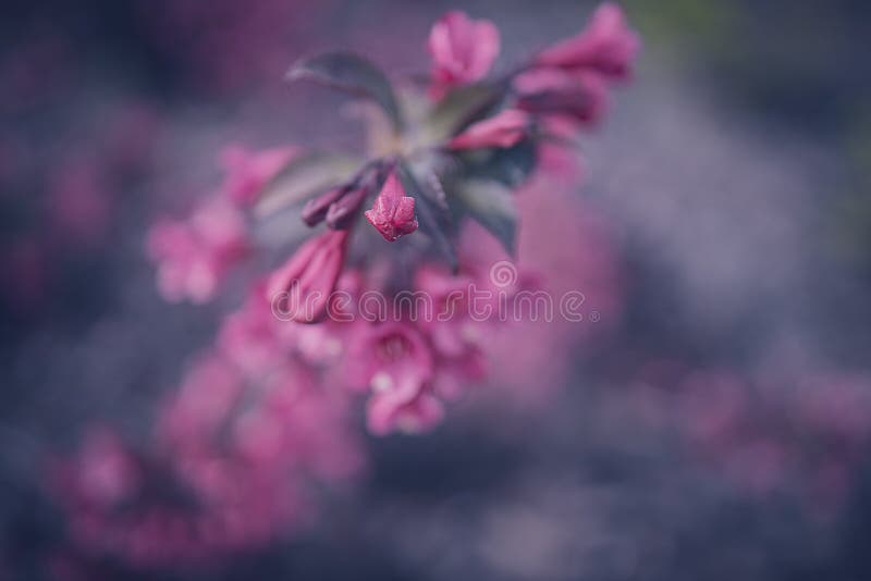 Bush with Pink Flowers in Close-up Stock Photo - Image of season ...