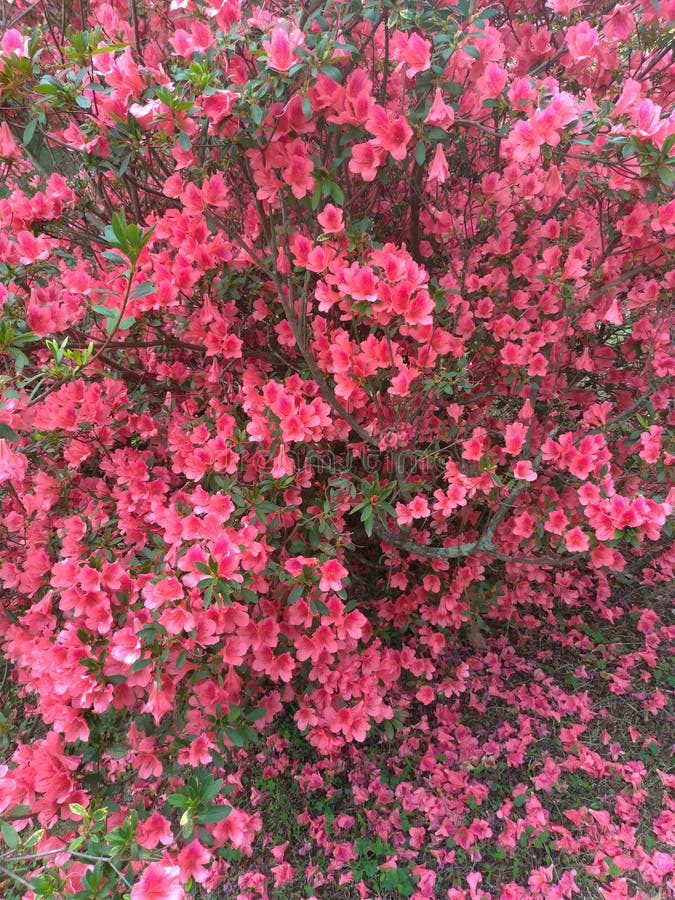 Bush of pink flowers. stock photo. Image of patterned - 173615246