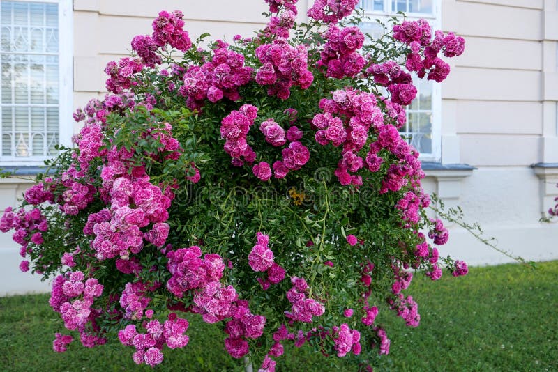 Bush of Pink Garden Roses in a Yard Stock Image - Image of flowers ...