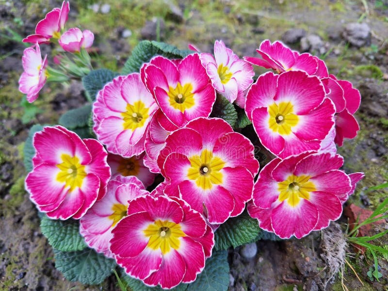 A Bush of a Pink Primula Flower Stock Image - Image of pollen ...