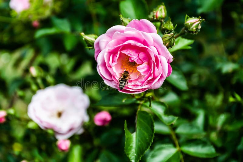 Bush of Pink Roses and a Bee Stock Photo - Image of outdoor, nectar ...