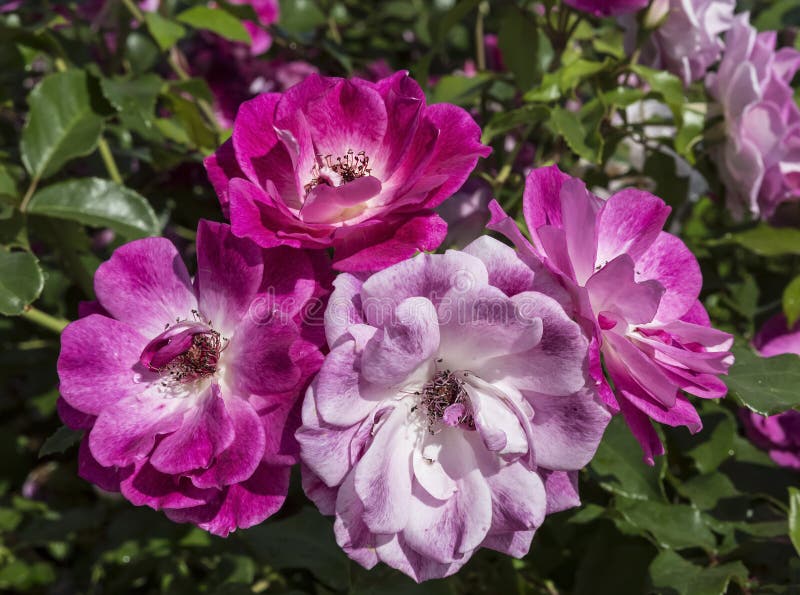 Bush of Pink Roses in the Garden Stock Image - Image of garden, plant ...