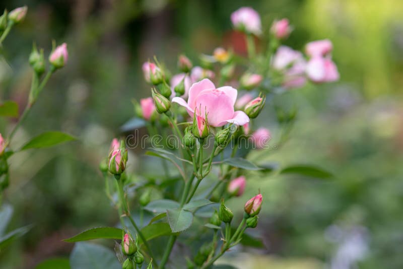 A Bush of Pink Roses Growing in a Garden Stock Photo - Image of fresh ...