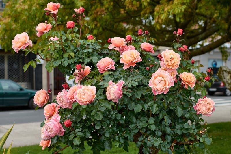 Bush with Pink Roses by a Road with Passing Cars Stock Image - Image of ...