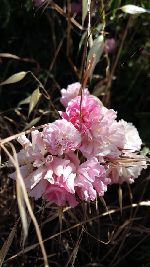 Bush with pink wild roses stock photo. Image of floral - 185290440