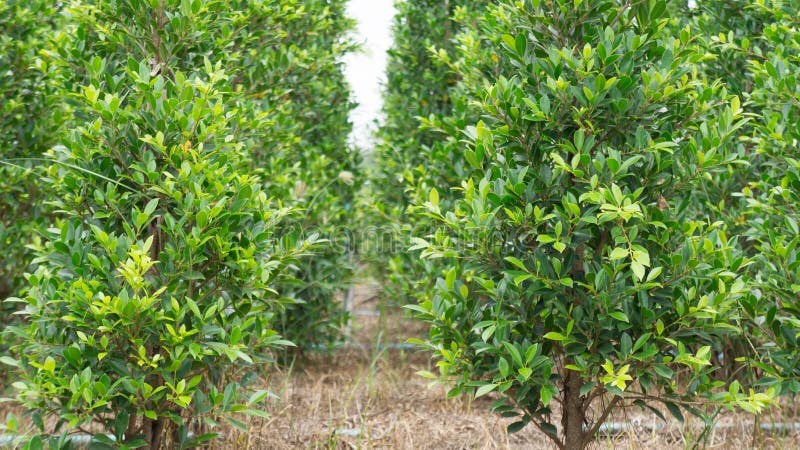 Bush plant stock image. Image of environment, summer - 32557489