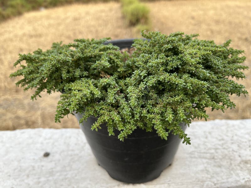 Green bush plant stock photo. Image of plant, shrub - 246845136