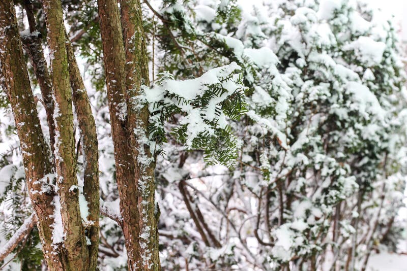 Bush and Plants Covered with Fresh Snow Stock Image - Image of outdoors ...