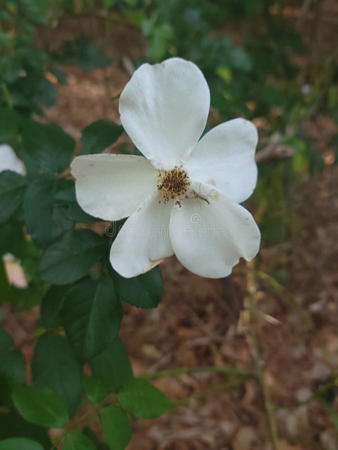The White Flower Seems To Pop Out of the Bush Stock Image - Image of ...