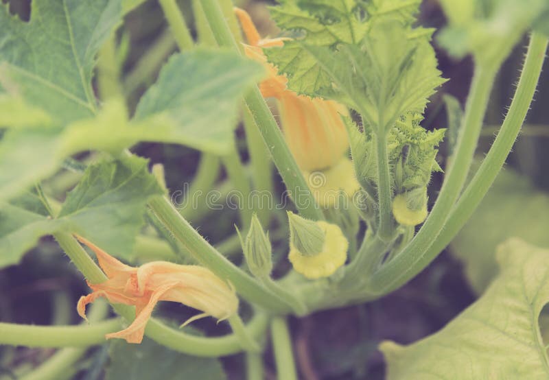 Bush pumpkin in the garden stock image. Image of farmer - 76805755