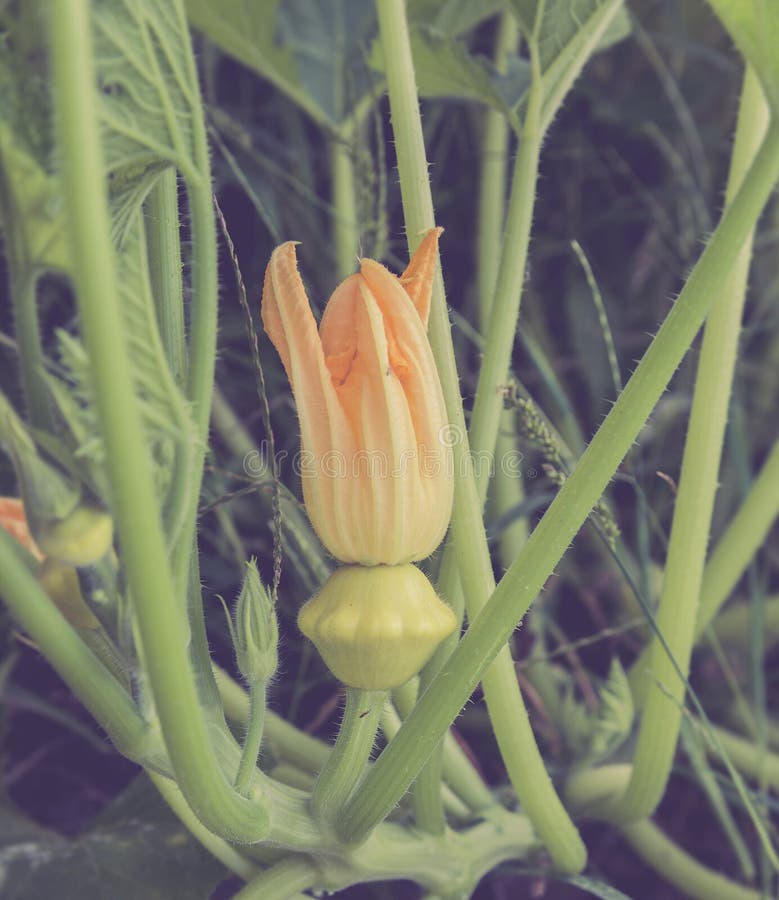 Bush pumpkin in the garden stock photo. Image of land - 76806222