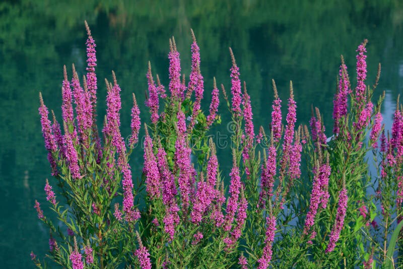 Plant of Purple Loosestrife Stock Image - Image of leaf, blue: 156477561
