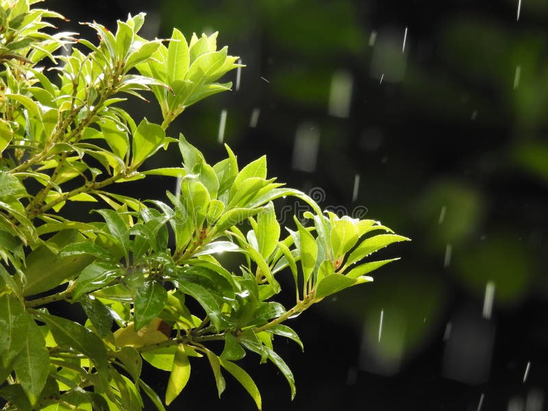 Bush in the rain stock photo. Image of raindrops, jungle - 328377208