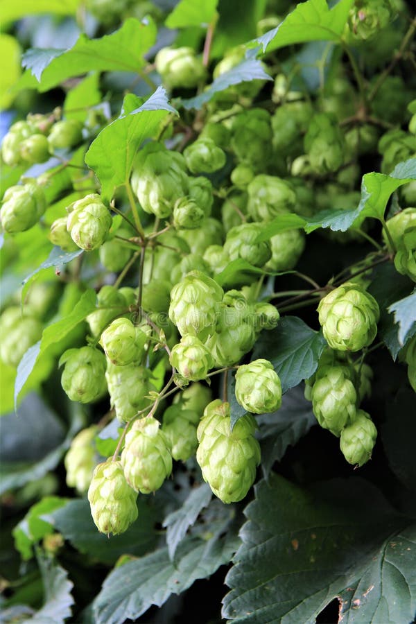 A Bush Real Hops As a Close Up Withe Leaves at Smal Branches Stock ...