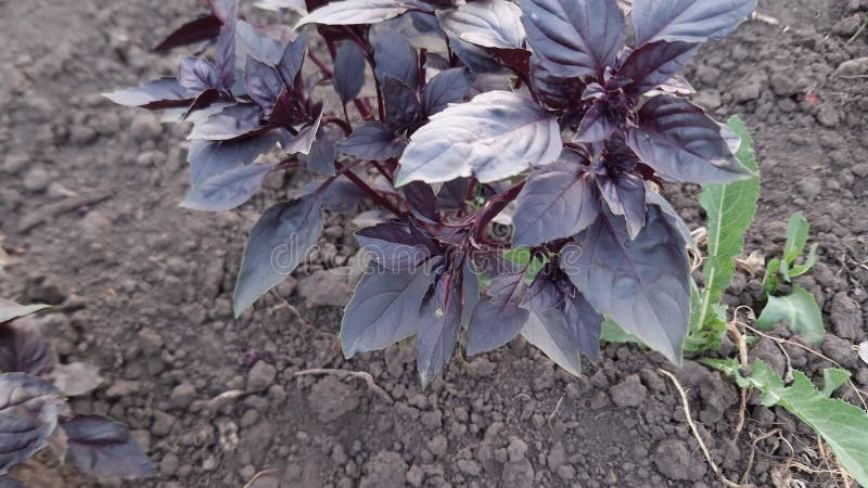 Bush of the Red Basil on Field at Overcast Weather Stock Footage ...
