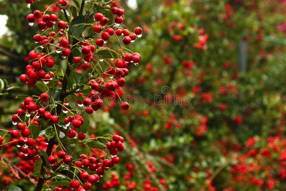 Bush with red berries stock image. Image of country - 159611463