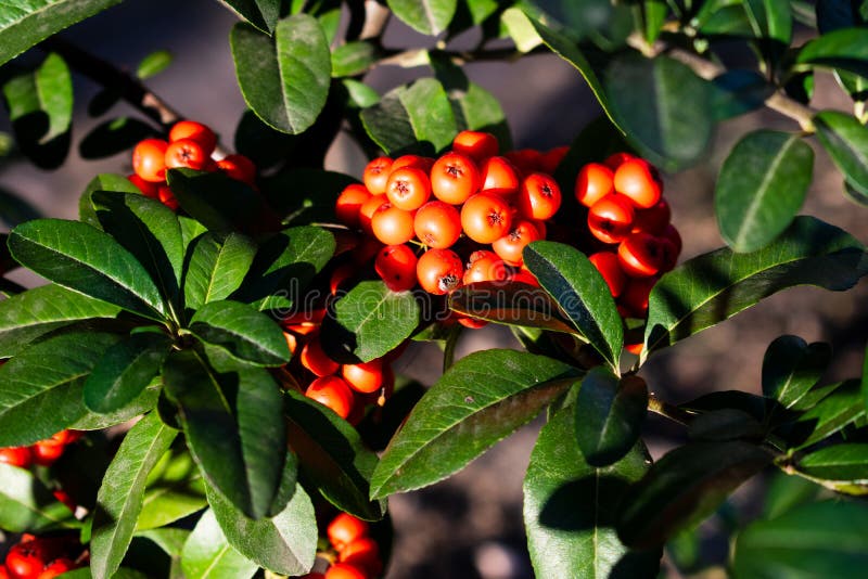 Bush with Red Berries. Green Leaves Stock Photo - Image of branch ...