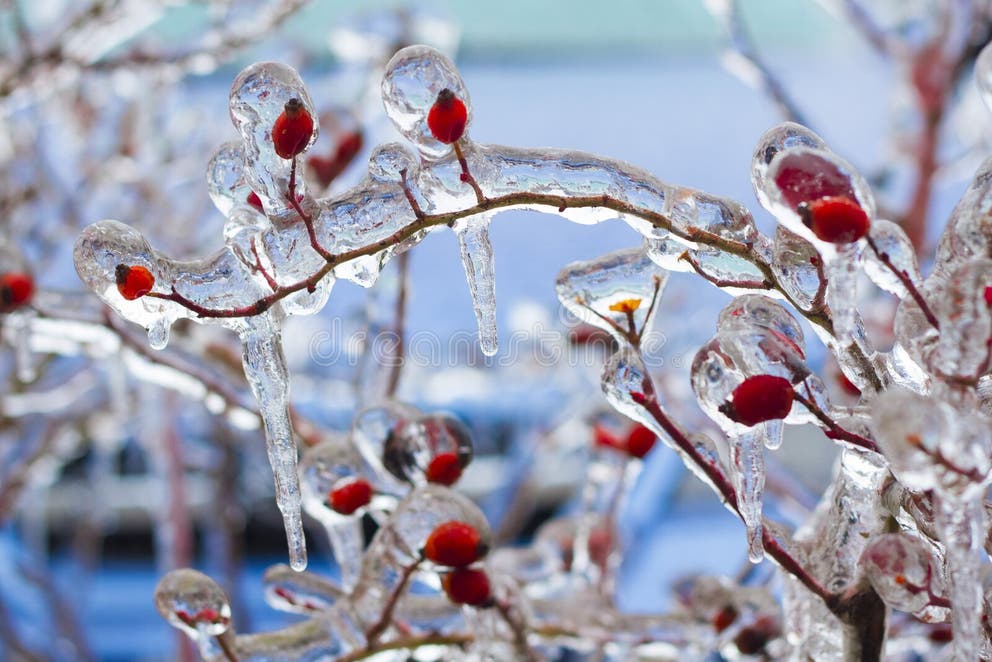 Bush with Red Berries in the Ice Stock Photo - Image of frosting ...