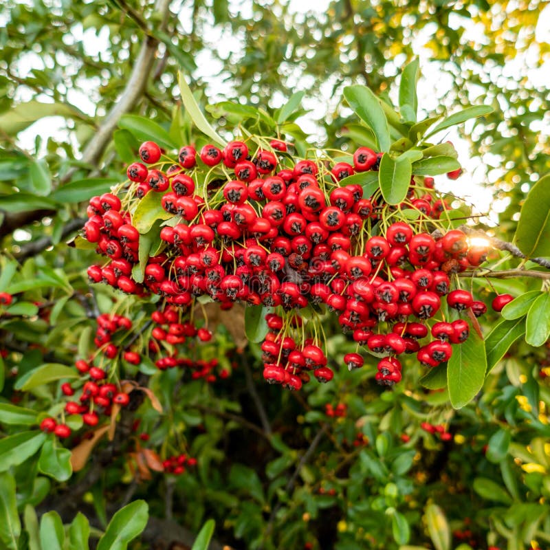 Bush with red berries stock image. Image of park, bush - 164472507