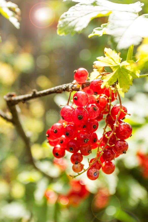 Bush of Red Currant Berries Stock Image - Image of juicy, summer: 144906415