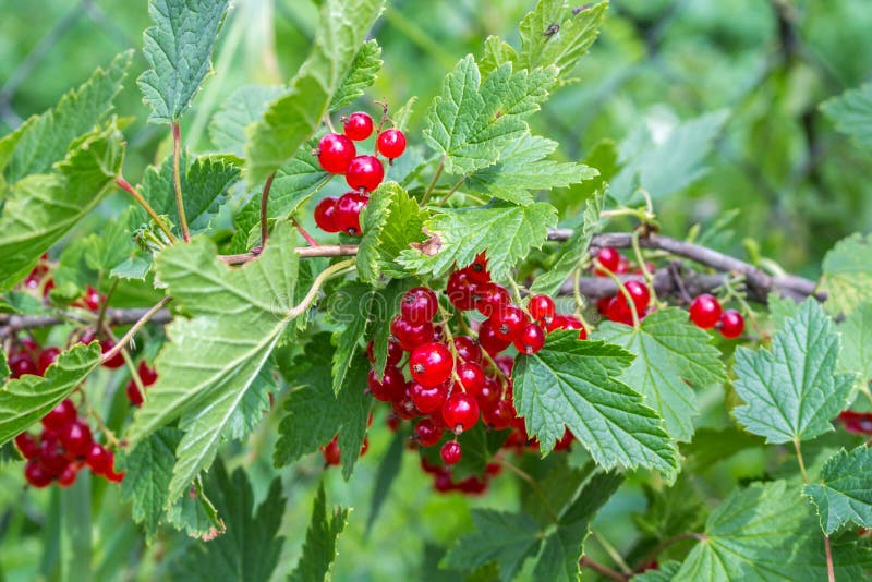 Red Currant, Bush. Home Cultivation Stock Photo - Image of season ...