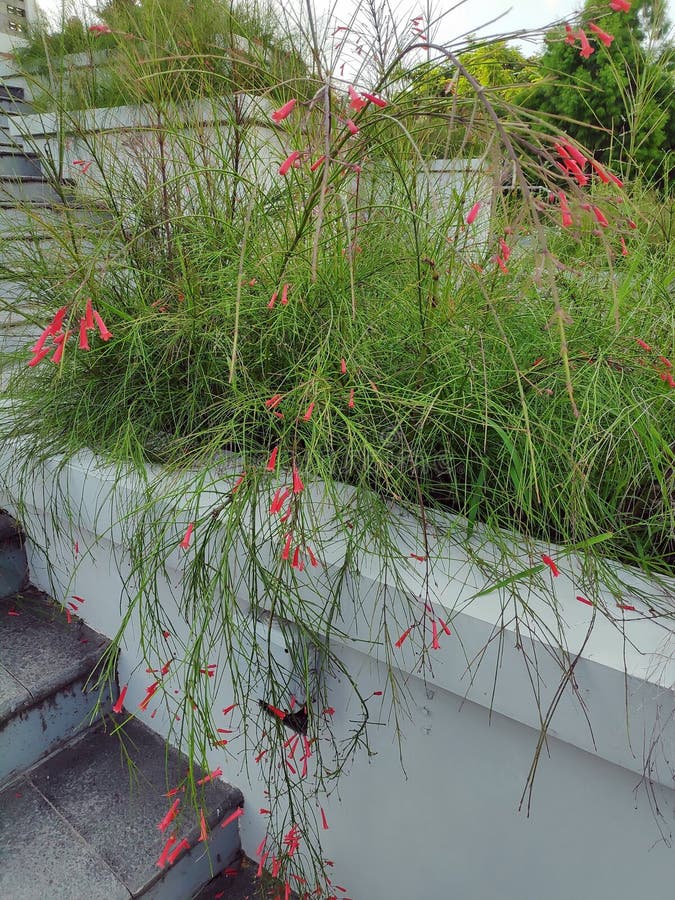 Bush of Red Firecracker Flowers Russelia Stock Image - Image of ...