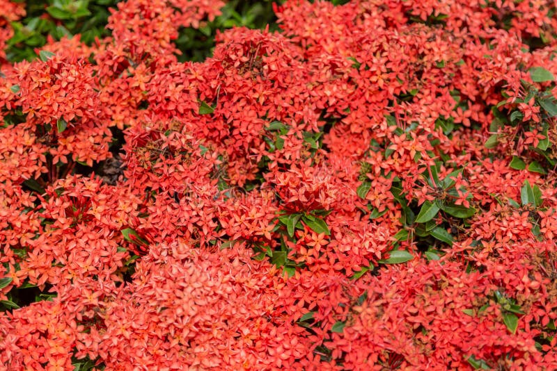 Bush of Red Flower in Garden Stock Photo - Image of contrast, spike ...