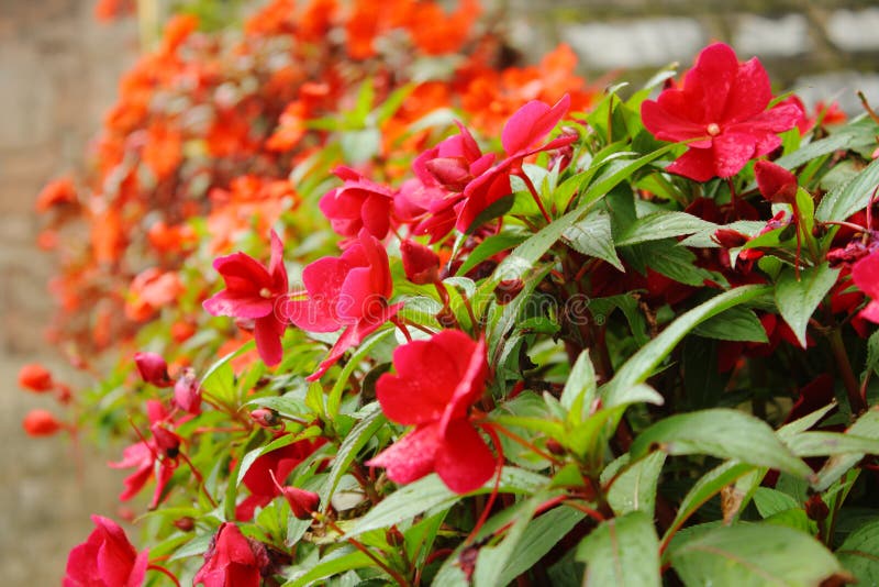Bright bush of red flowers stock photo. Image of bouquet - 98839500