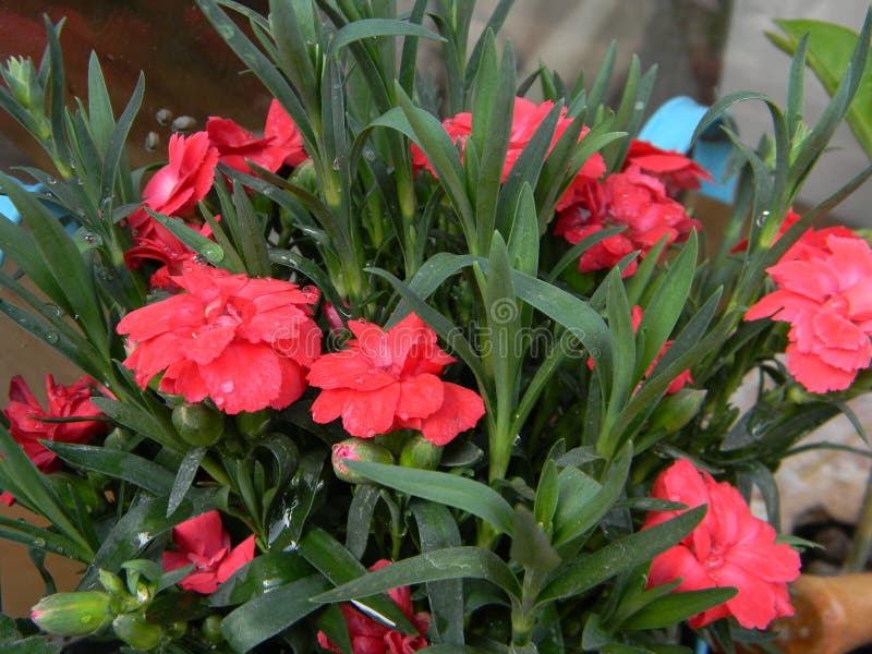 A Bush of Red Flowers. Carnation Flower Stock Image - Image of ...