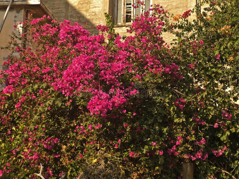 Bush with red flowers stock photo. Image of bloom, beauty - 78512212