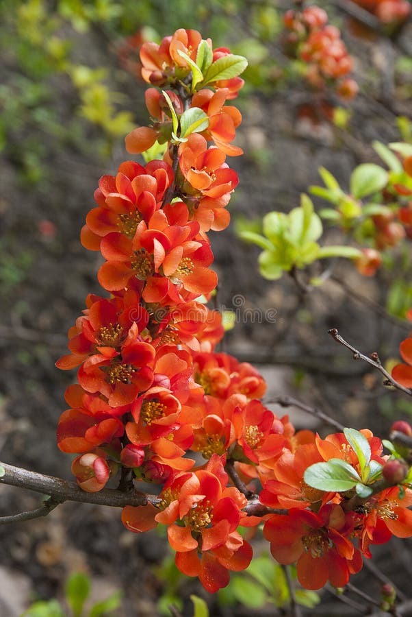 Bush with red flowers stock image. Image of park, freshness - 219305787