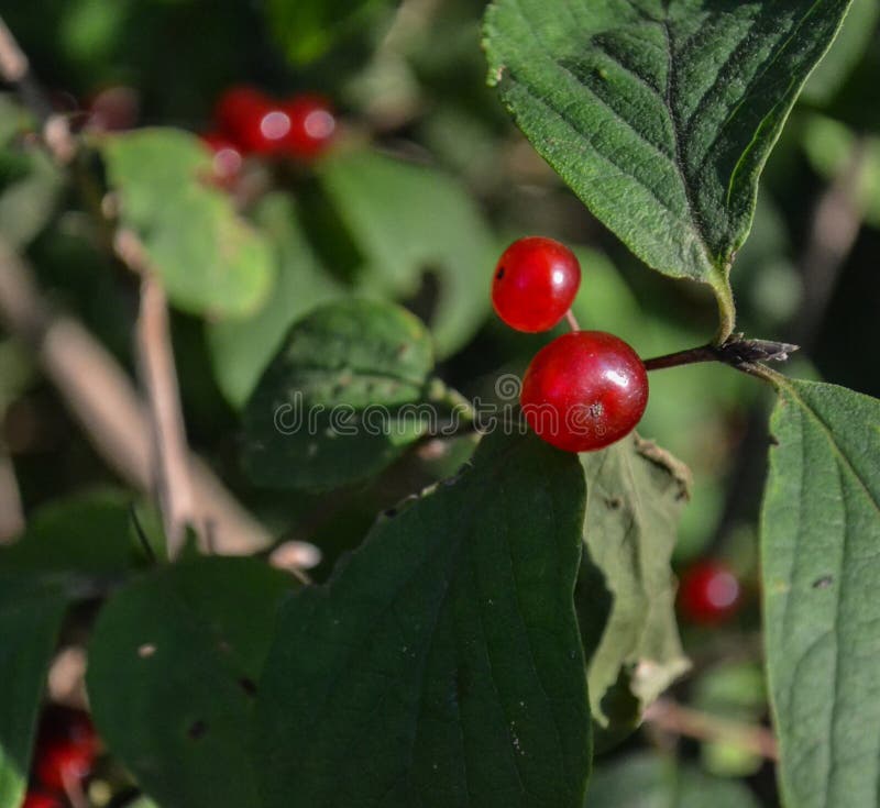 Bush with Red Forest Berries Close-up. Stock Image - Image of design ...
