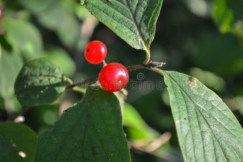 Bush with Red Forest Berries Close-up Stock Image - Image of design ...