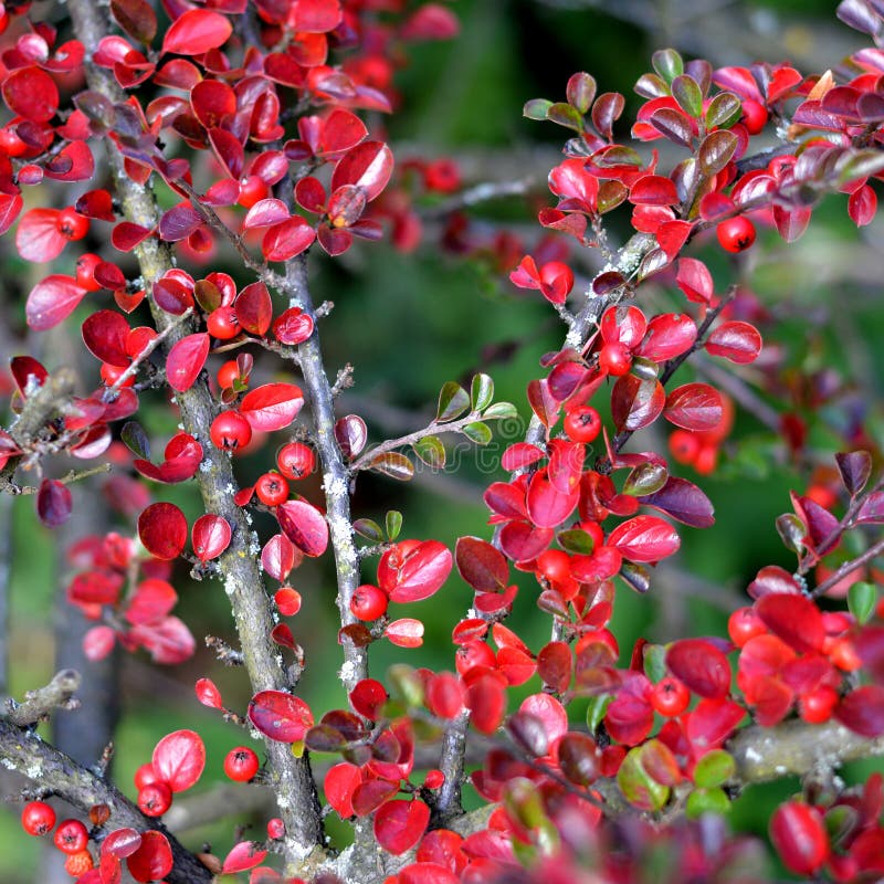 Bush with Red Leaves and Berries Stock Photo - Image of nature, forest ...
