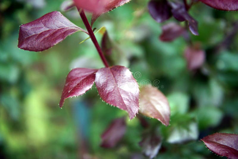 Dark Red Leaves on a Tree in Autumn. Macro Photo Stock Photo - Image of ...